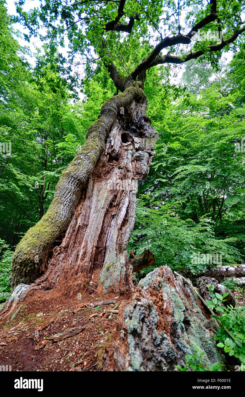 Le chêne commun, le chêne pédonculé, chêne pédonculé (Quercus robur ...