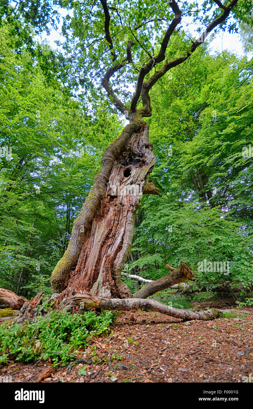 Le chêne commun, le chêne pédonculé, chêne pédonculé (Quercus robur ...