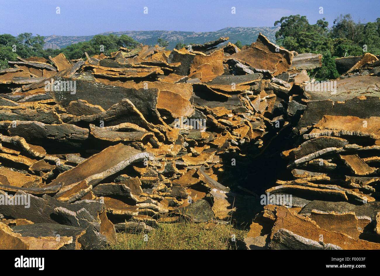 Chêne-liège (Quercus suber), le liège récolté Photo Stock - Alamy