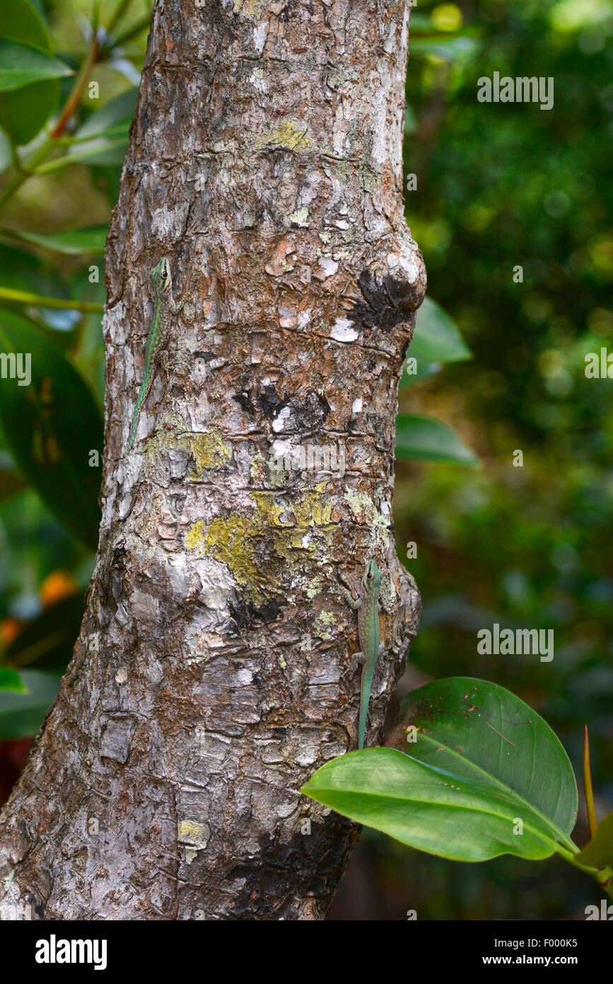 Gecko sur un arbre Banque de photographies et d’images à haute ...