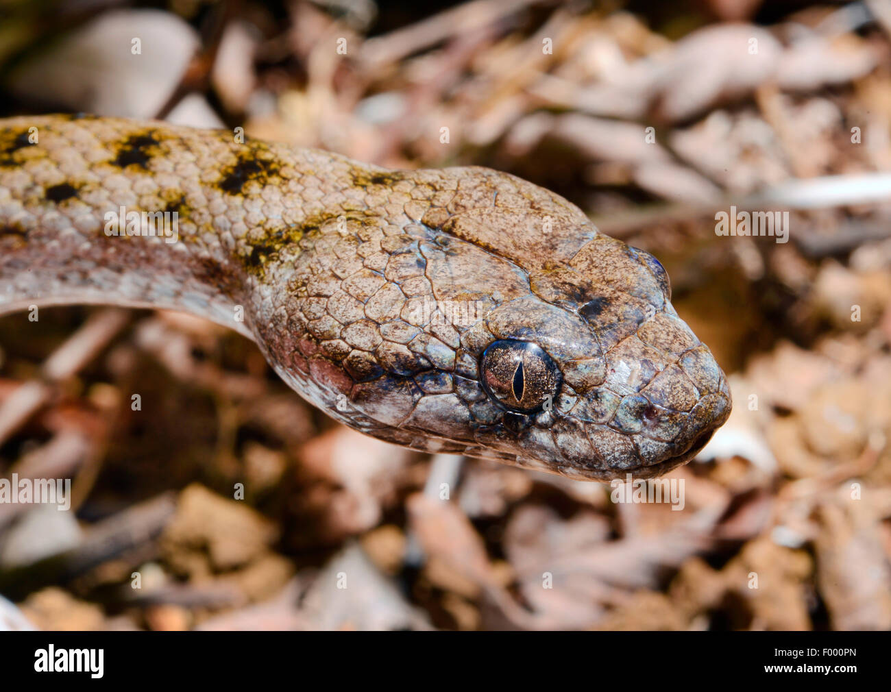 Chat malgache aux yeux de serpents Banque de photographies et d’images ...
