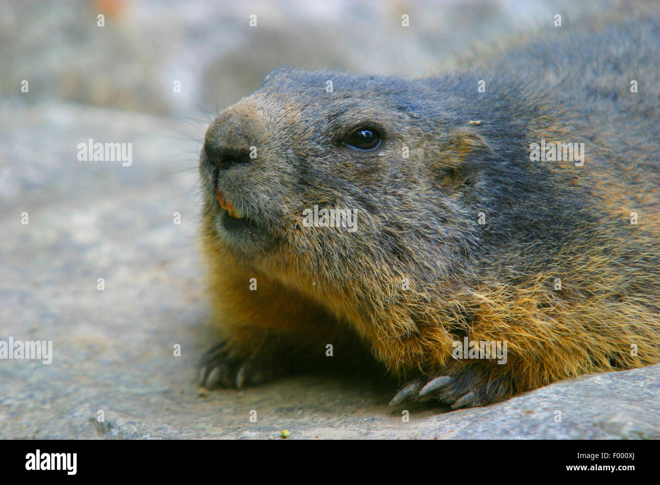 Portrait de marmotte Banque de photographies et d’images à haute ...
