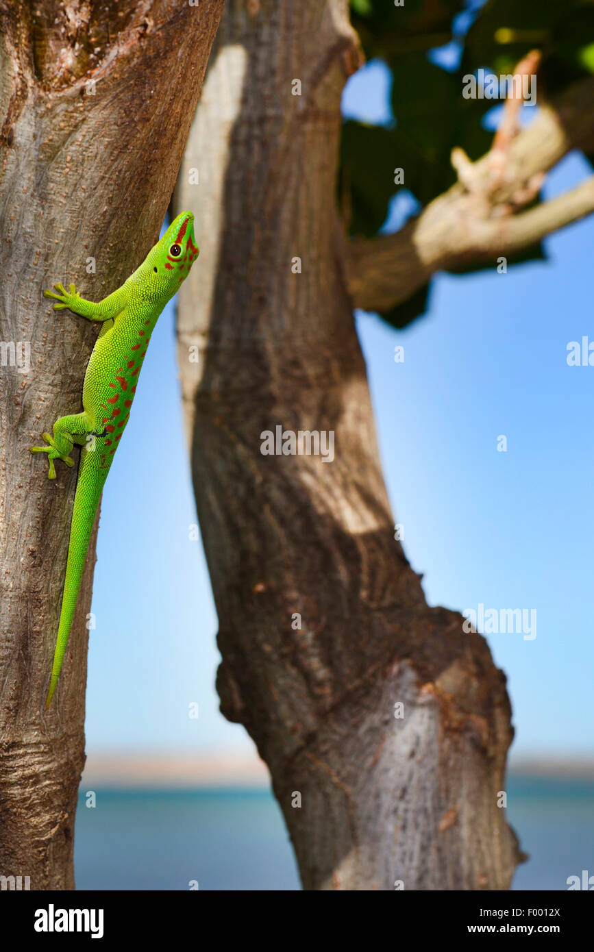 Gecko géant de Madagascar (Phelsuma madagascariensis jour grandis ...