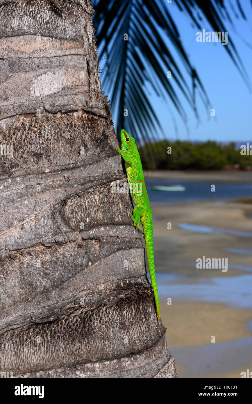 Gecko géant de Madagascar (Phelsuma madagascariensis jour grandis ...