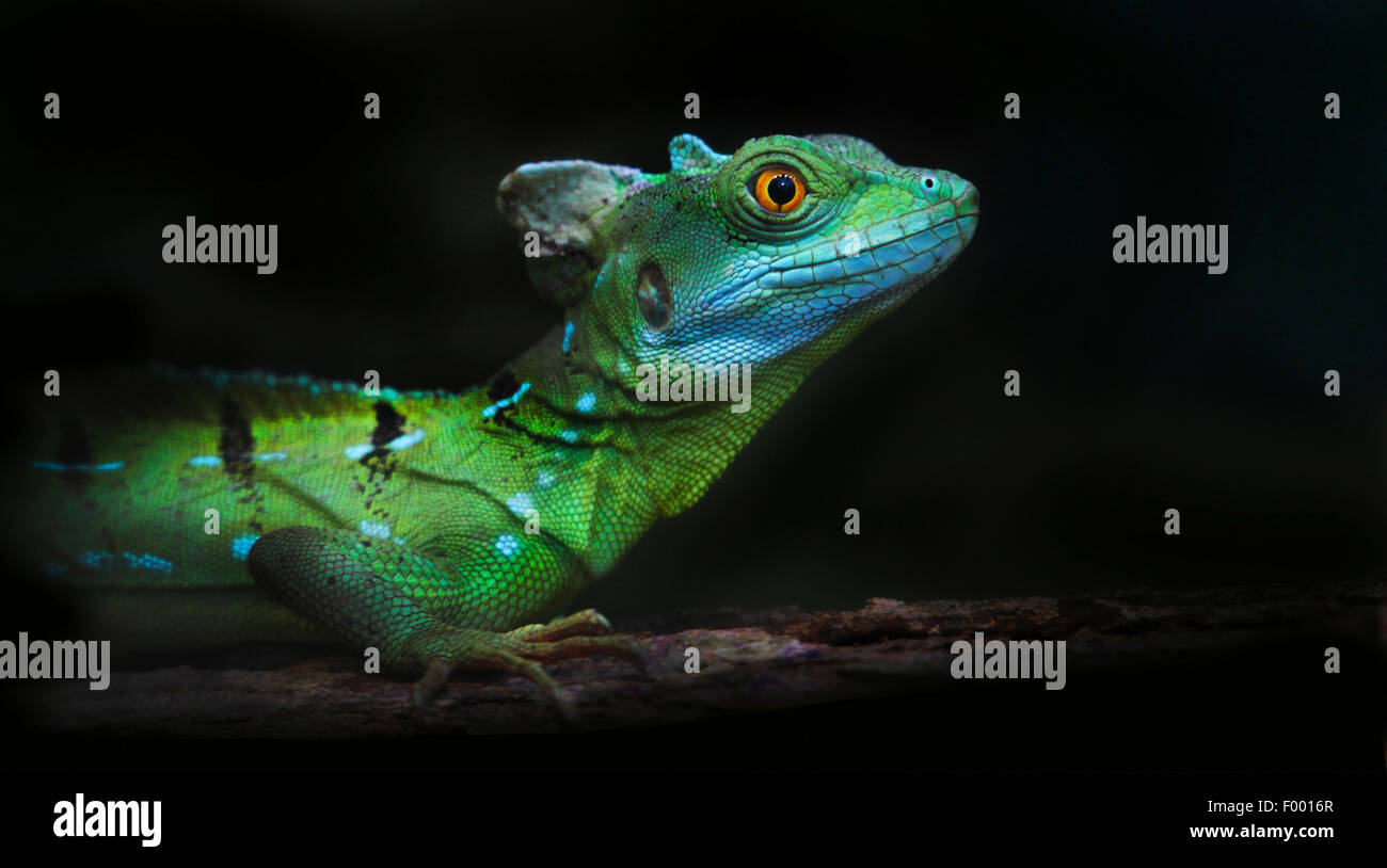 Le basilic commun Banque de photographies et d’images à haute ...