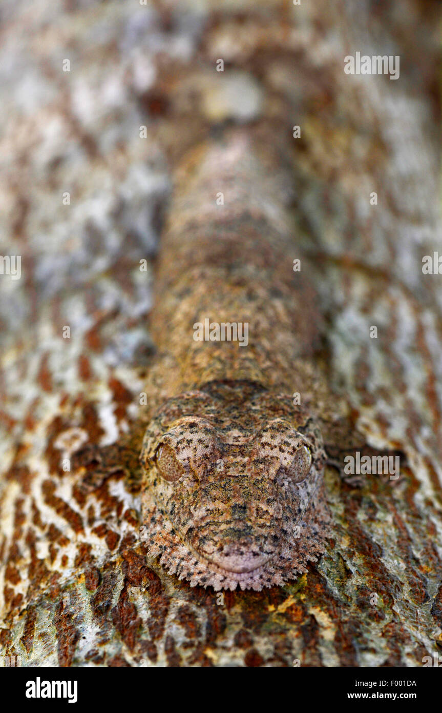 Gecko sur un arbre Banque de photographies et d’images à haute ...