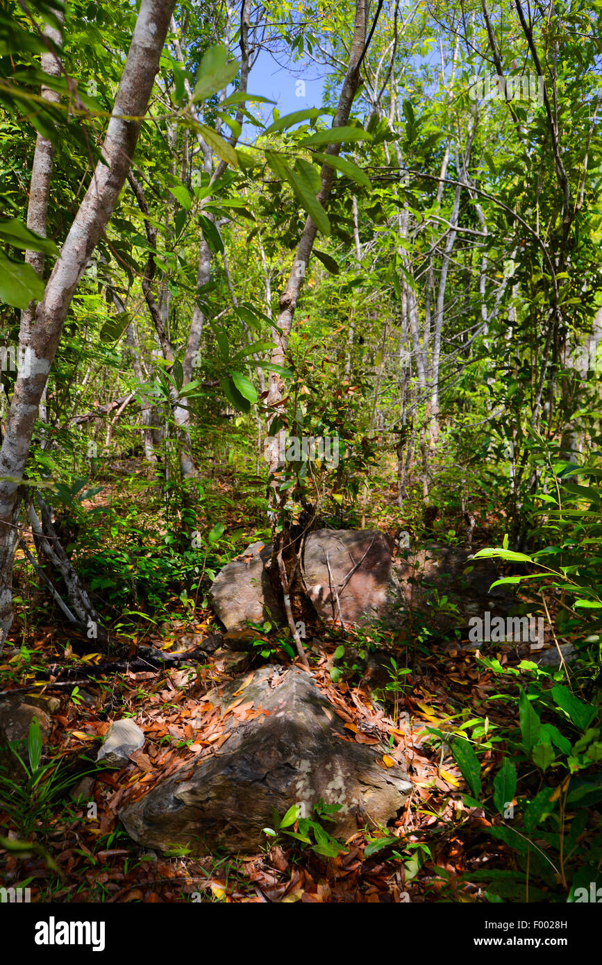 Foresta pluviale del madagascar Banque de photographies et d’images à ...