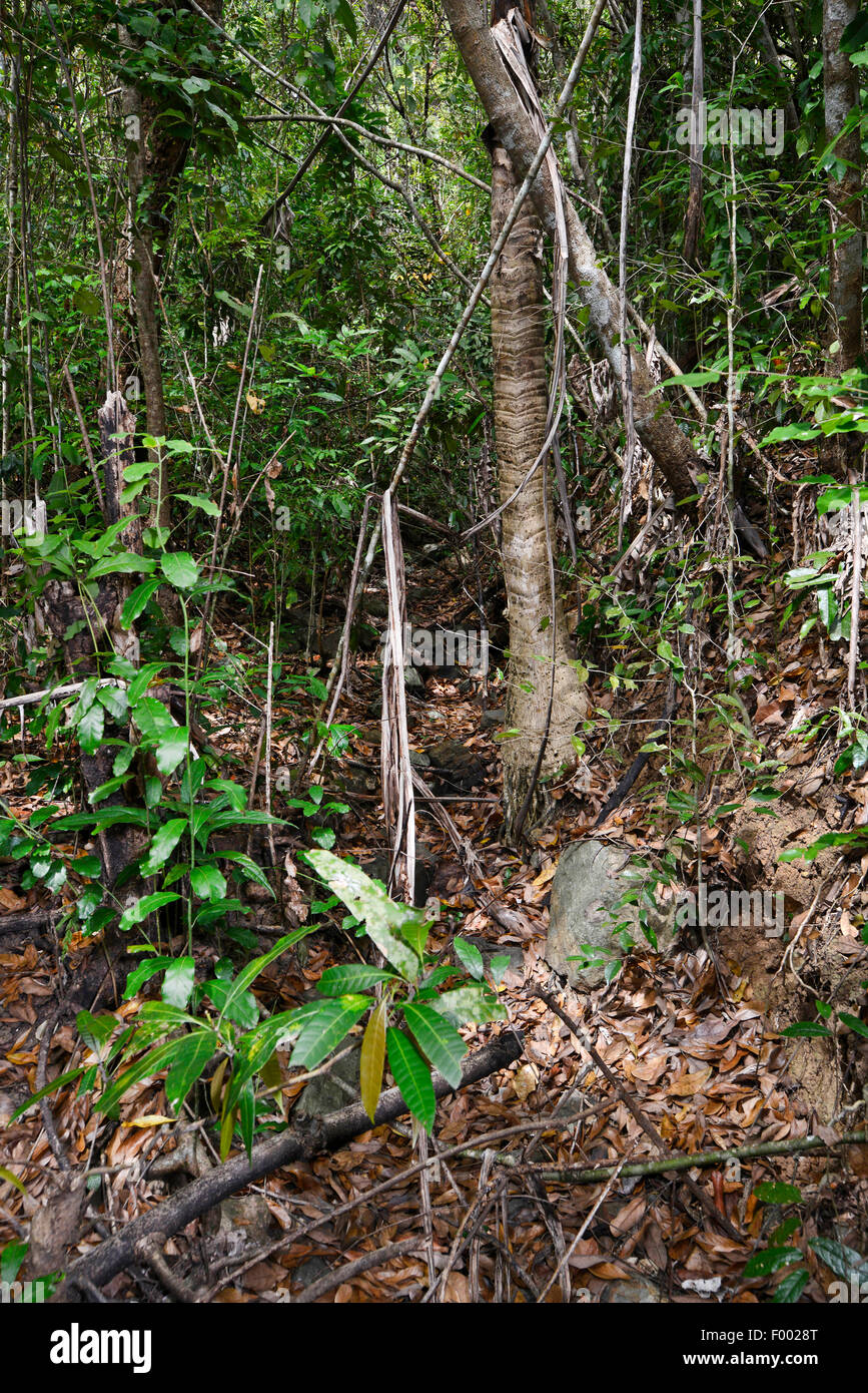Foresta pluviale del madagascar Banque de photographies et d’images à ...