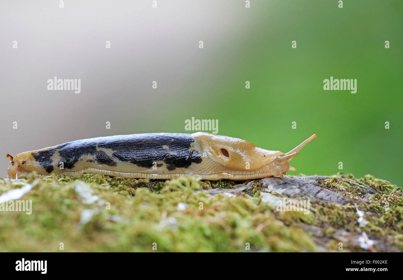 Limaces de banane jaunes Banque de photographies et d’images à haute ...