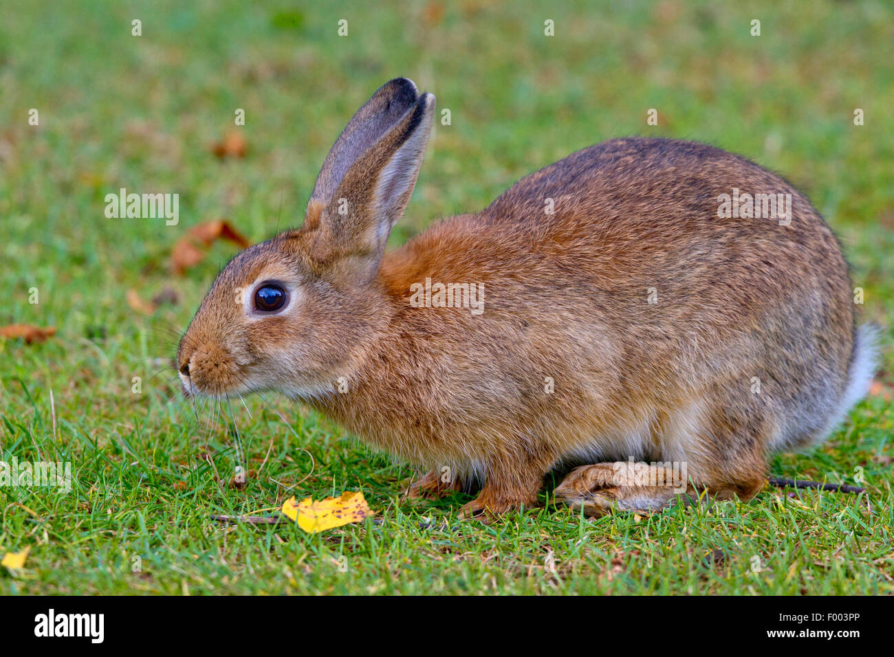 Lapin de garenne (Oryctolagus cuniculus), lapin dans un pré, Allemagne ...
