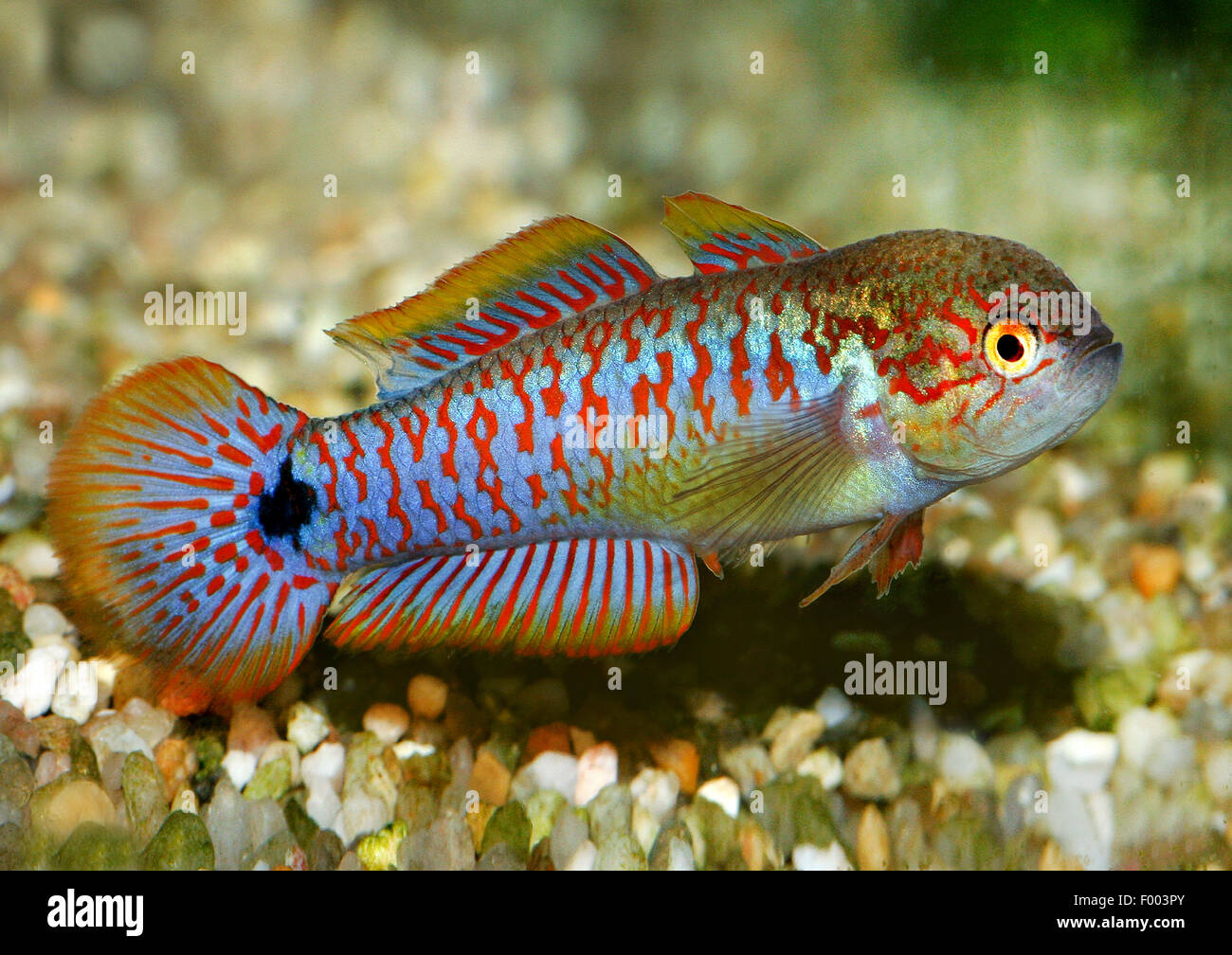 Poisson en marbre Banque de photographies et d’images à haute ...