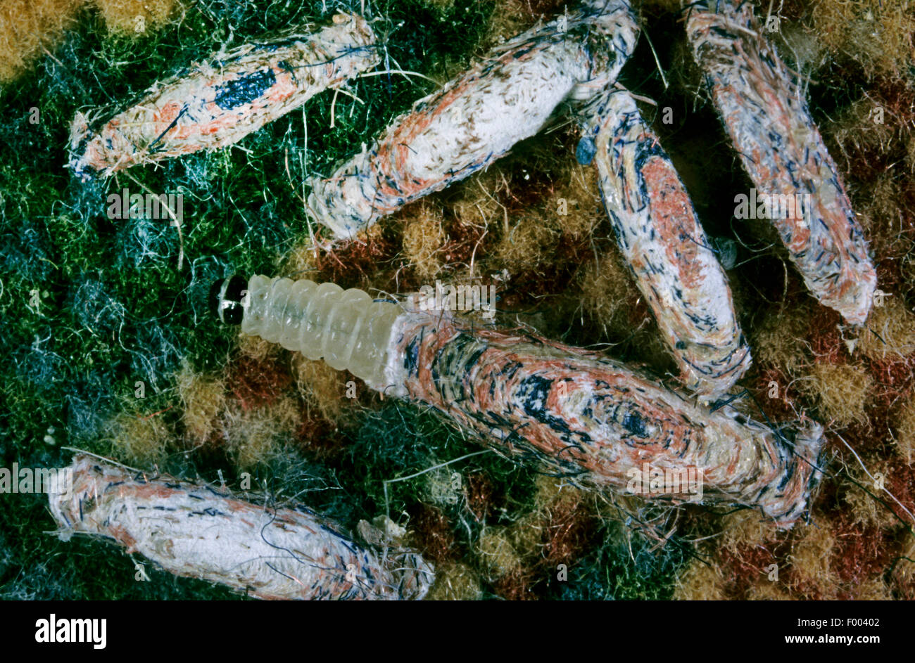 Case making clothes moth larva Banque de photographies et d’images à ...