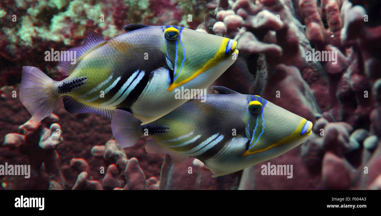 Balistes picasso Banque de photographies et d’images à haute résolution ...