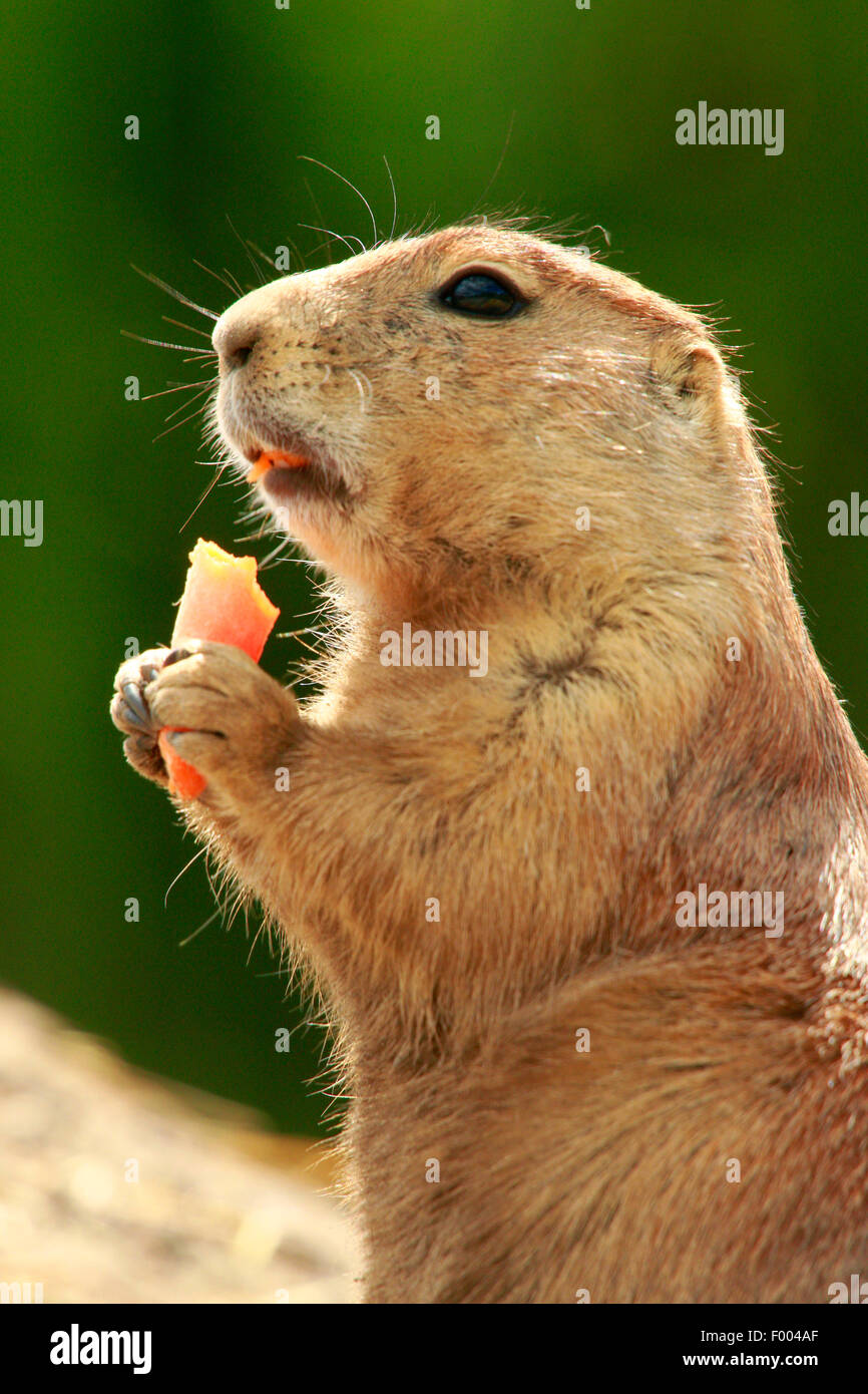 Black tailed prairie dog Banque de photographies et d’images à haute ...