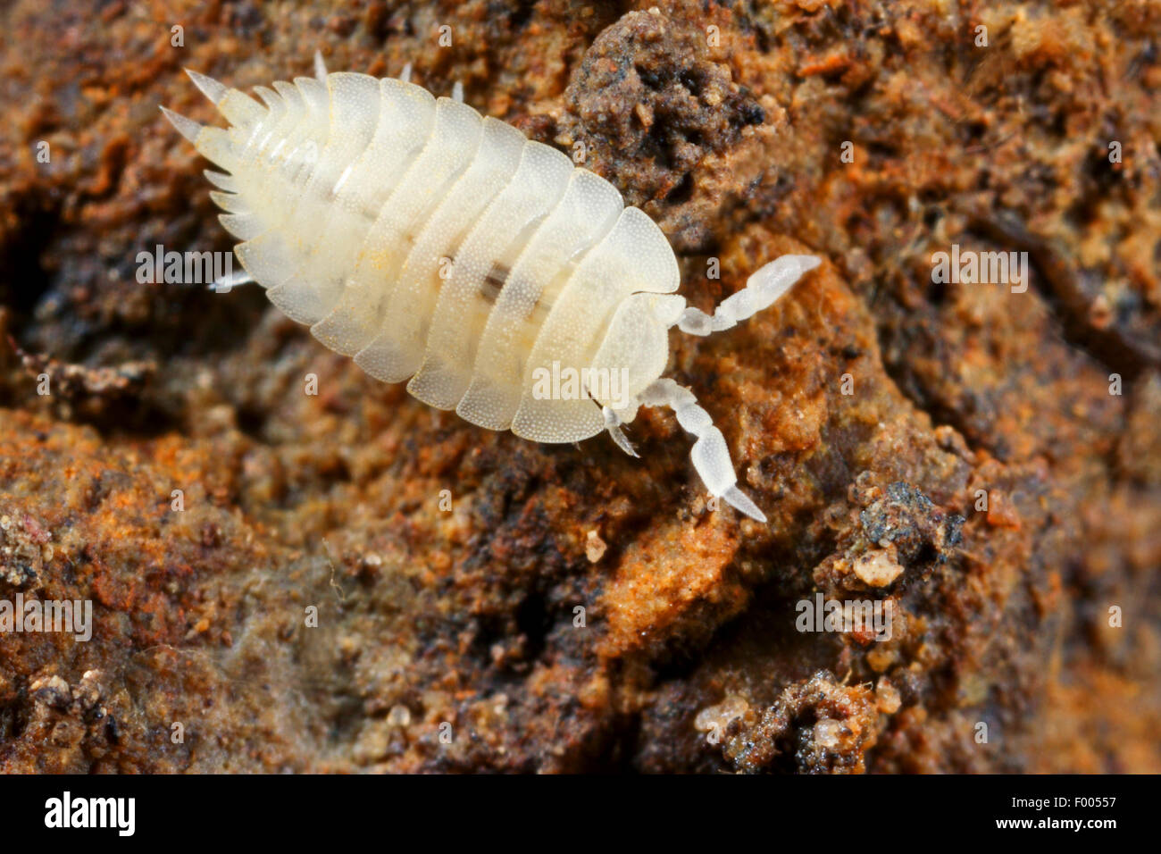 Cloportes blancs Banque de photographies et d’images à haute résolution ...