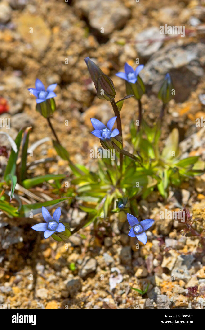 Gentiana tenella Banque de photographies et d’images à haute résolution ...
