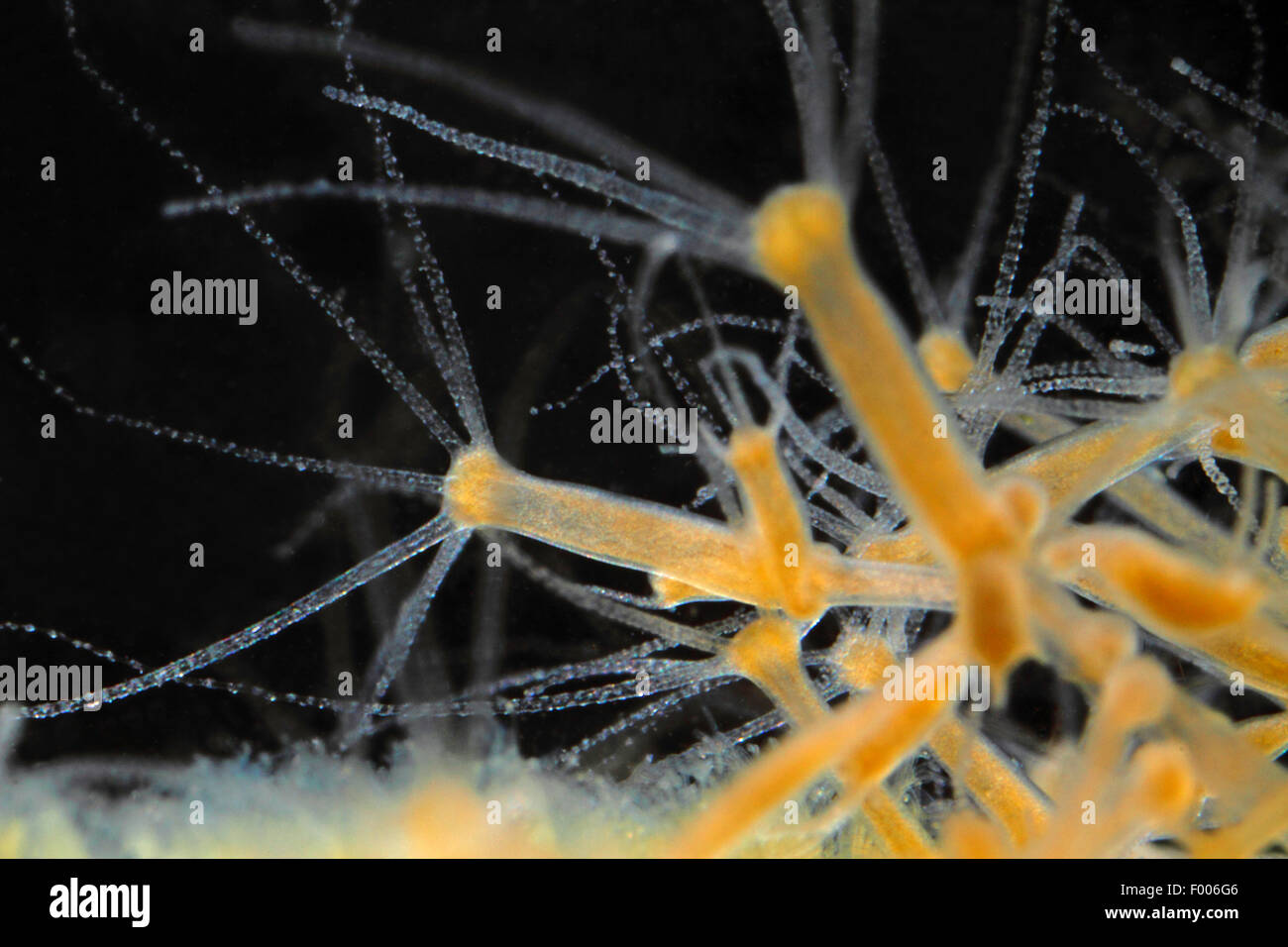 Hydre brune pelmatohydra oligactis Banque de photographies et d’images ...