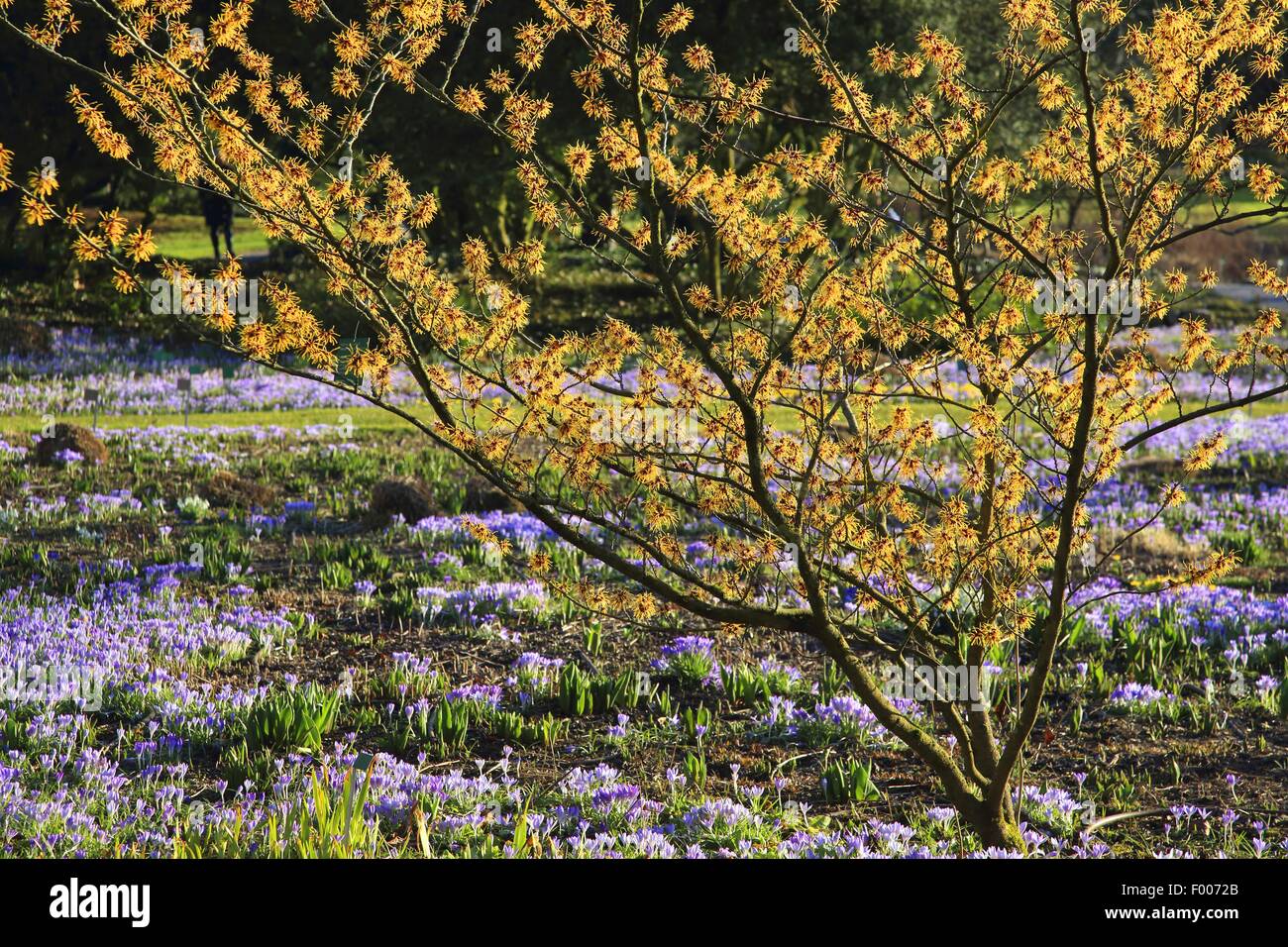 Crocus des bois crocus tommasinianus Banque de photographies et d ...