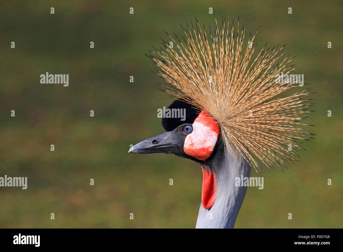 Grue africaine Banque de photographies et d’images à haute résolution ...