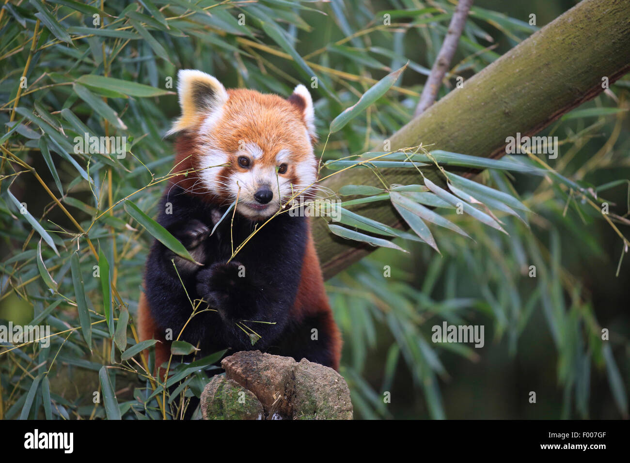 Panda roux Banque de photographies et d’images à haute résolution - Alamy