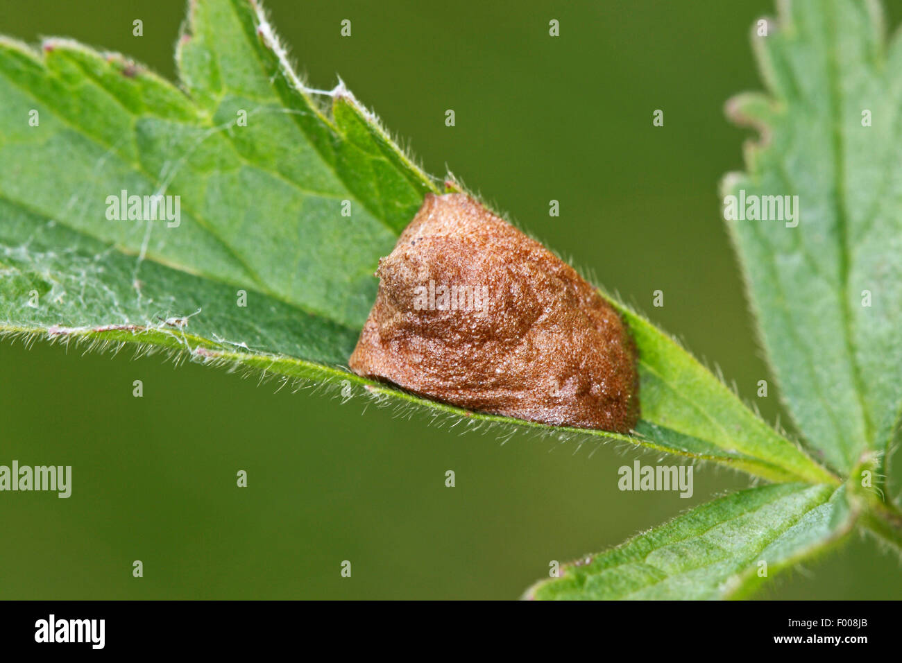 Cocon d'insectes Banque de photographies et d’images à haute résolution ...