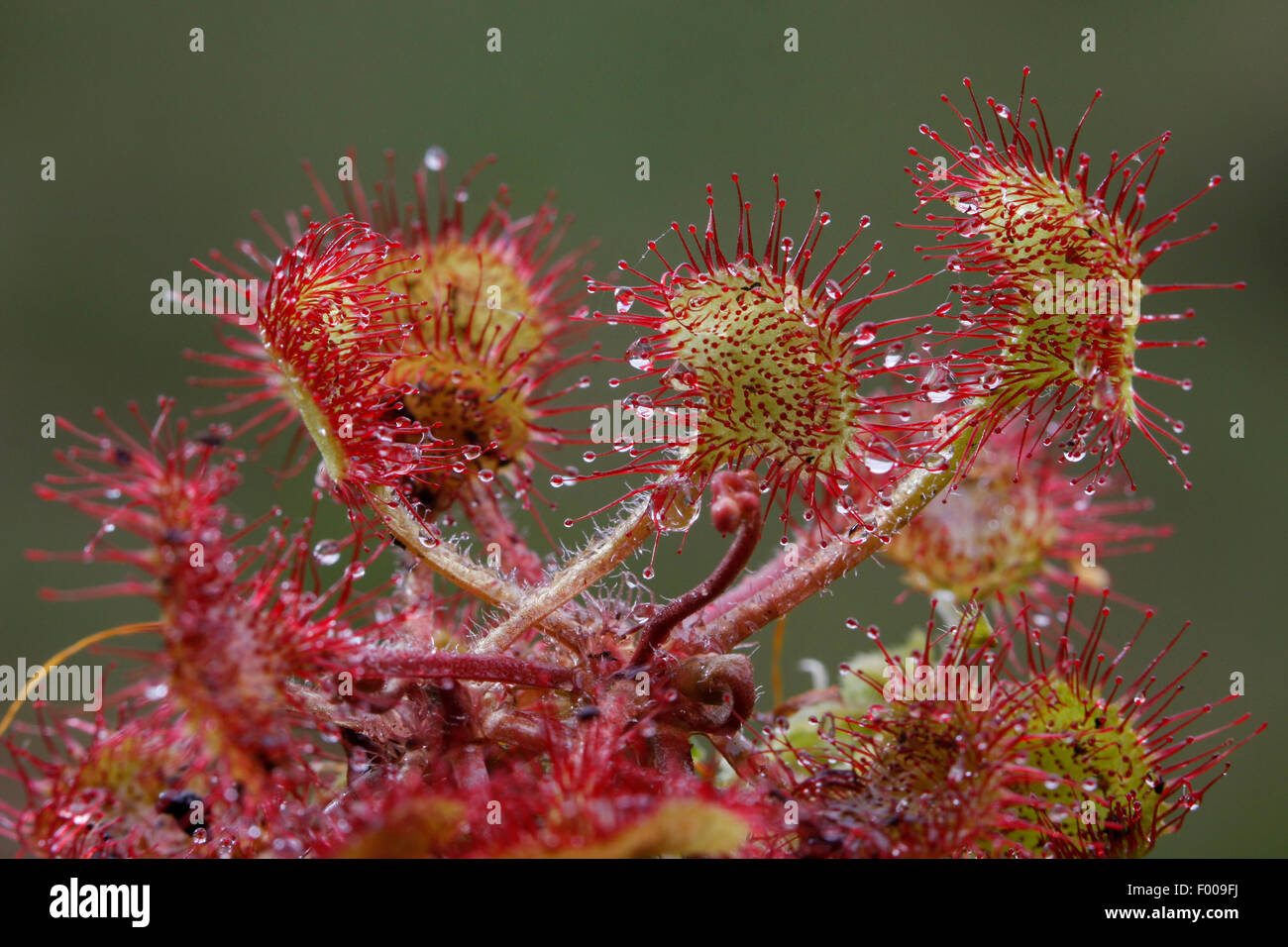 Le rossolis à feuilles rondes, roundleaf Sundew (Drosera rotundifolia ...