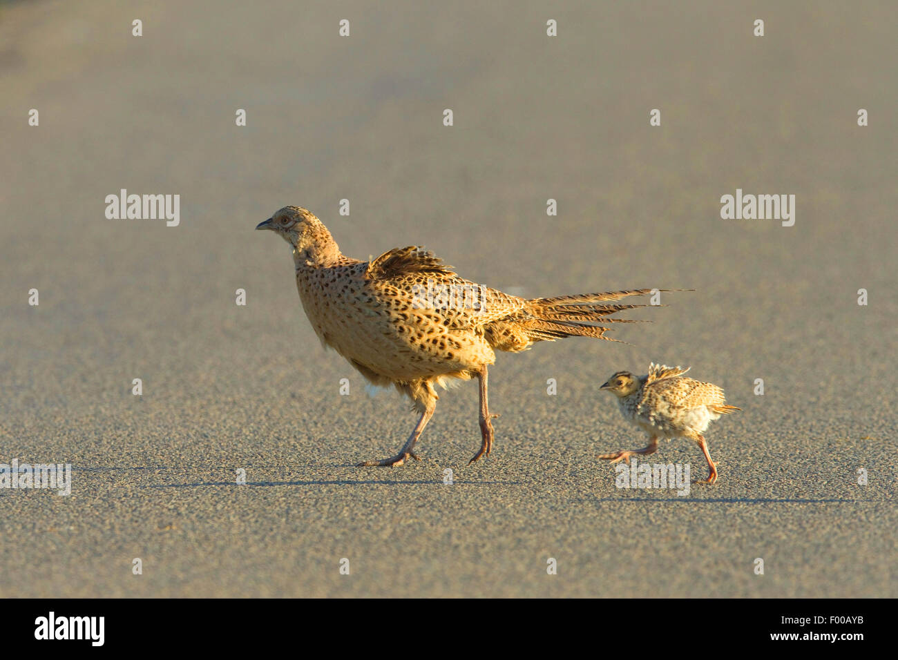 Jeune poule faisan Banque de photographies et d’images à haute ...