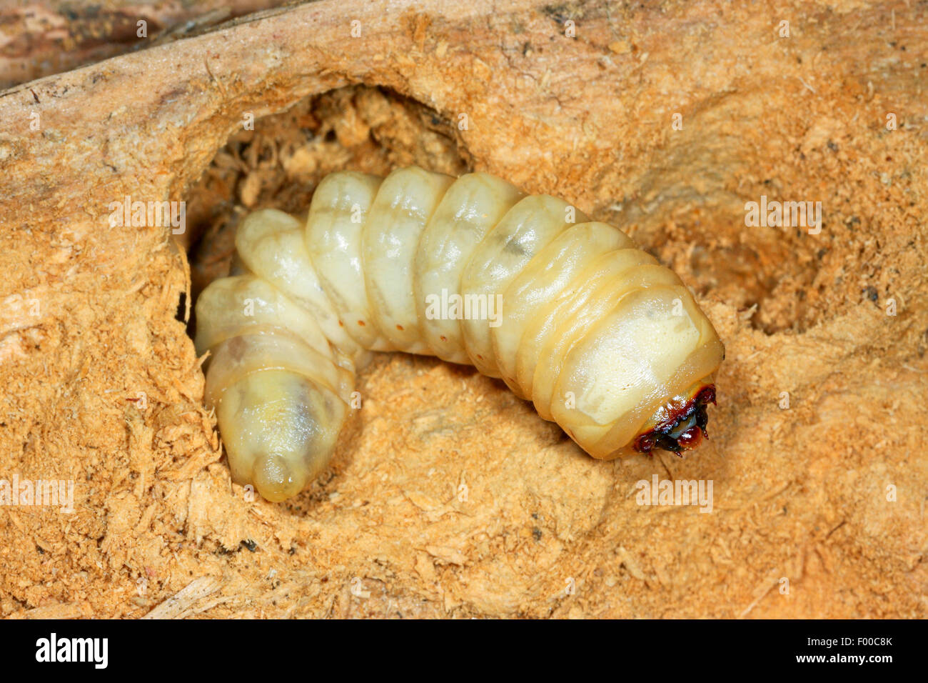 Ergates faber Banque de photographies et d’images à haute résolution ...