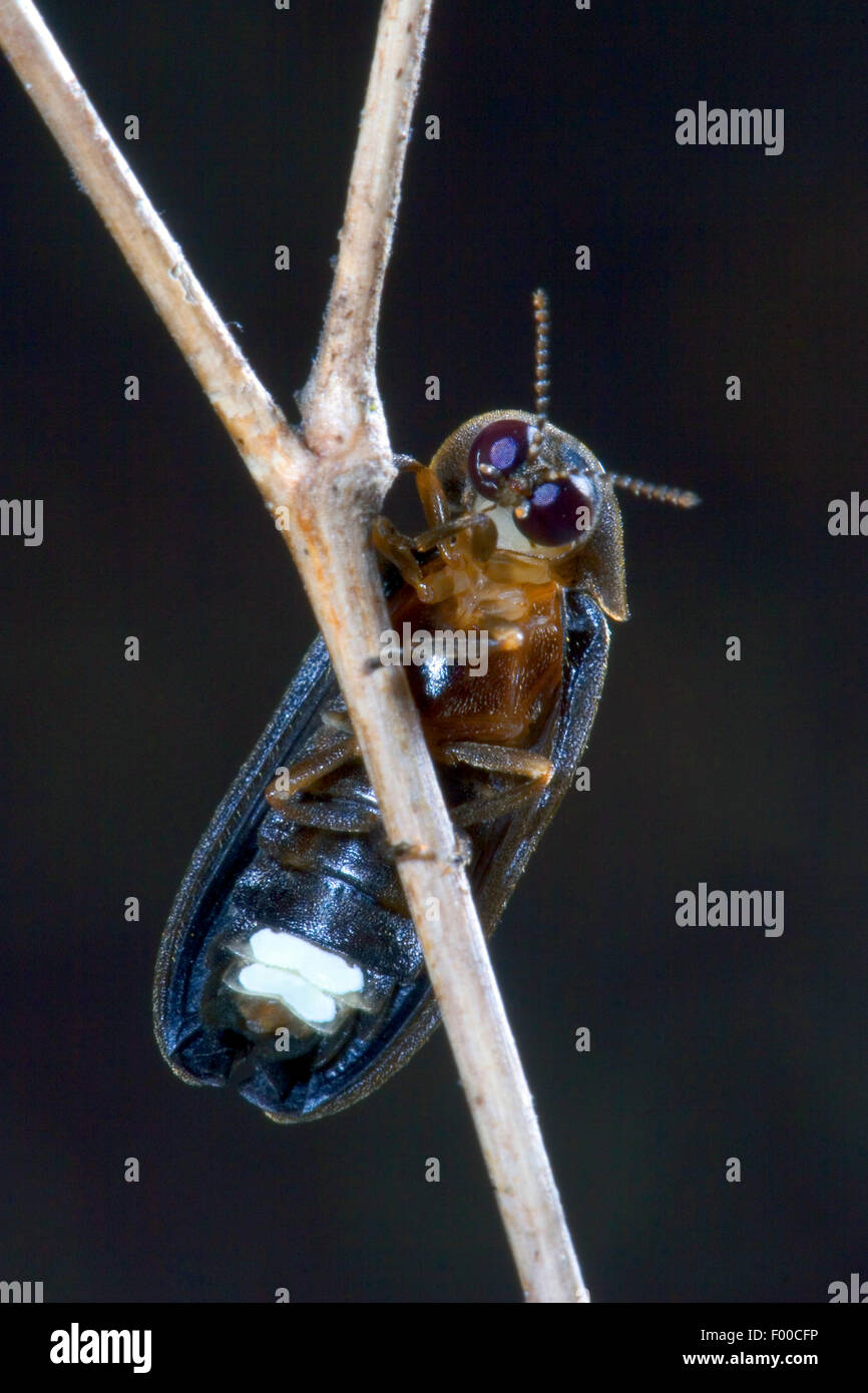 Petit coléoptère de la foudre (Lamprohiza Phausis splendidula splendidula,), homme avec émission ...