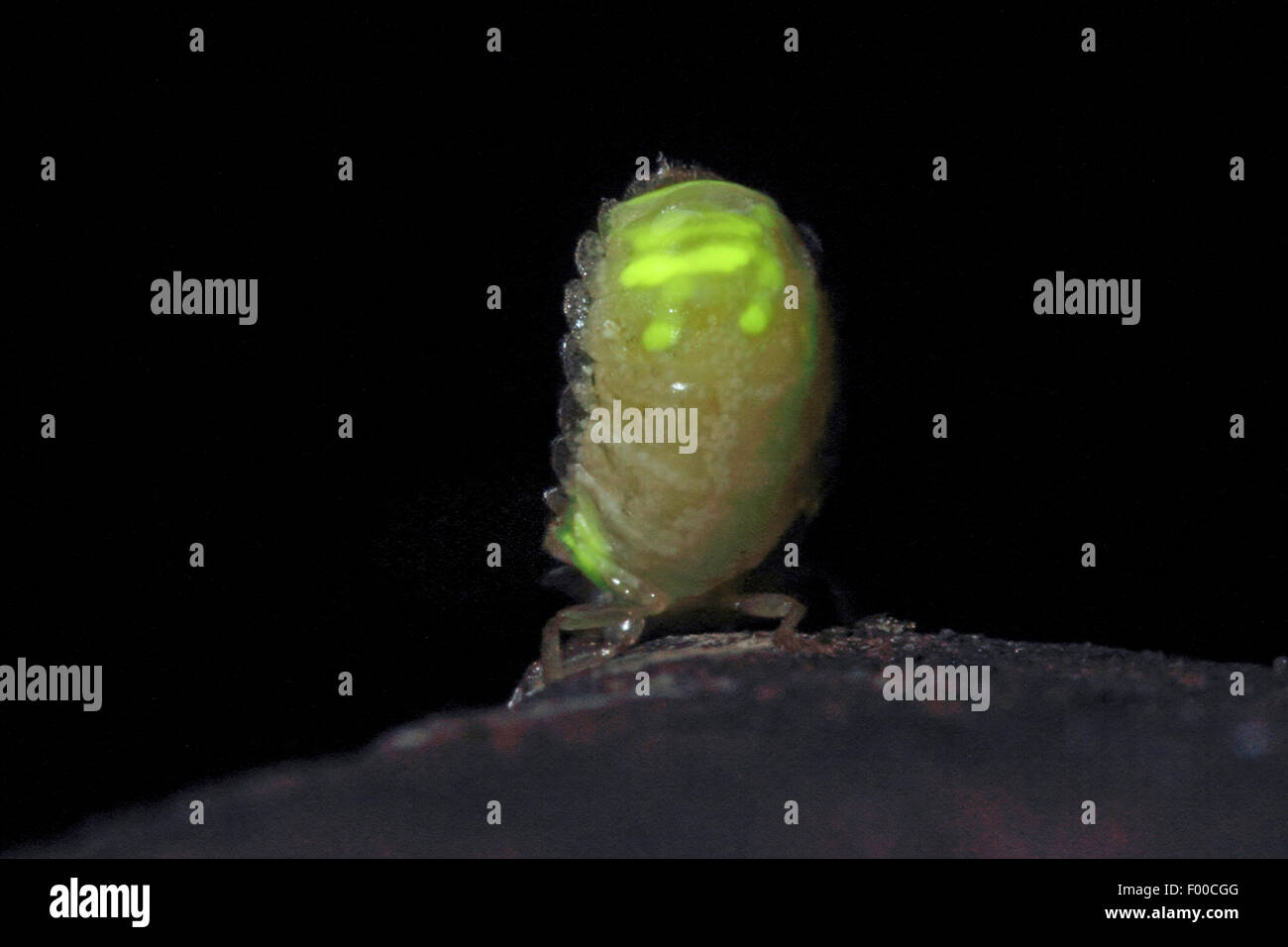 Petit coléoptère de la foudre (Lamprohiza Phausis splendidula splendidula,), Femme avec organe ...