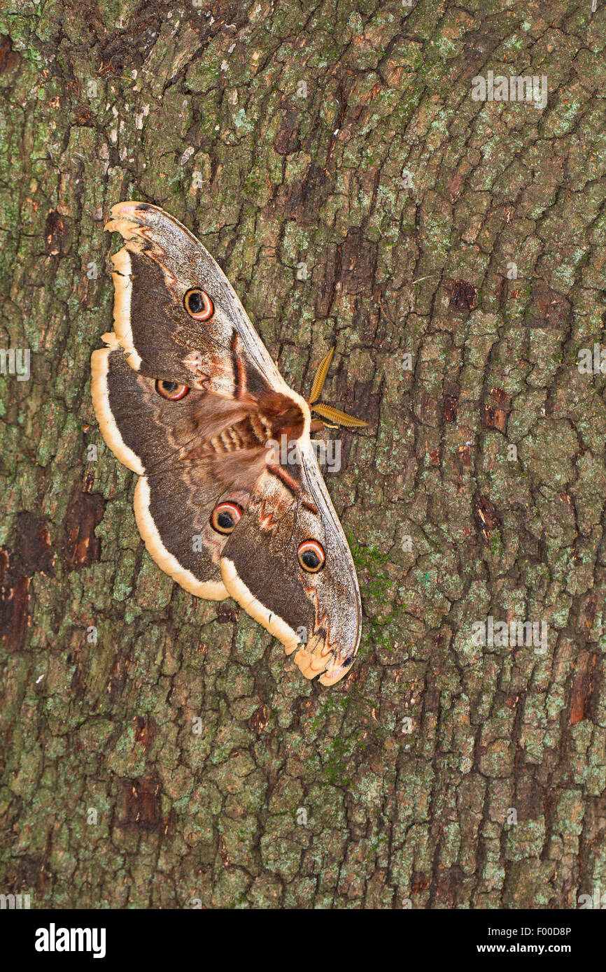 Giant emperor moth Banque de photographies et d’images à haute ...