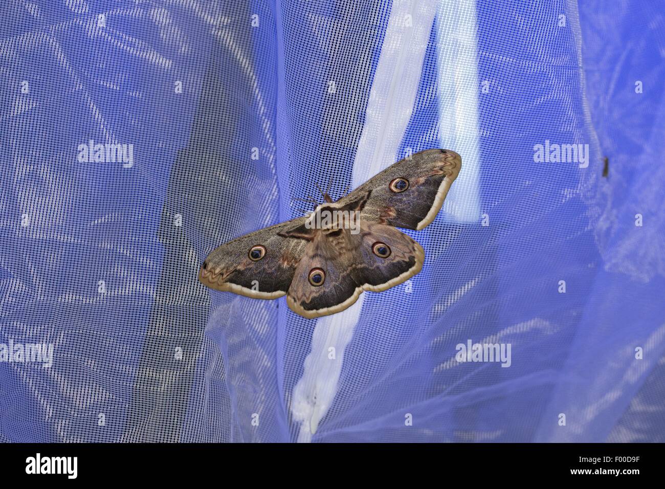 Teigne géante du paon Banque de photographies et d’images à haute ...