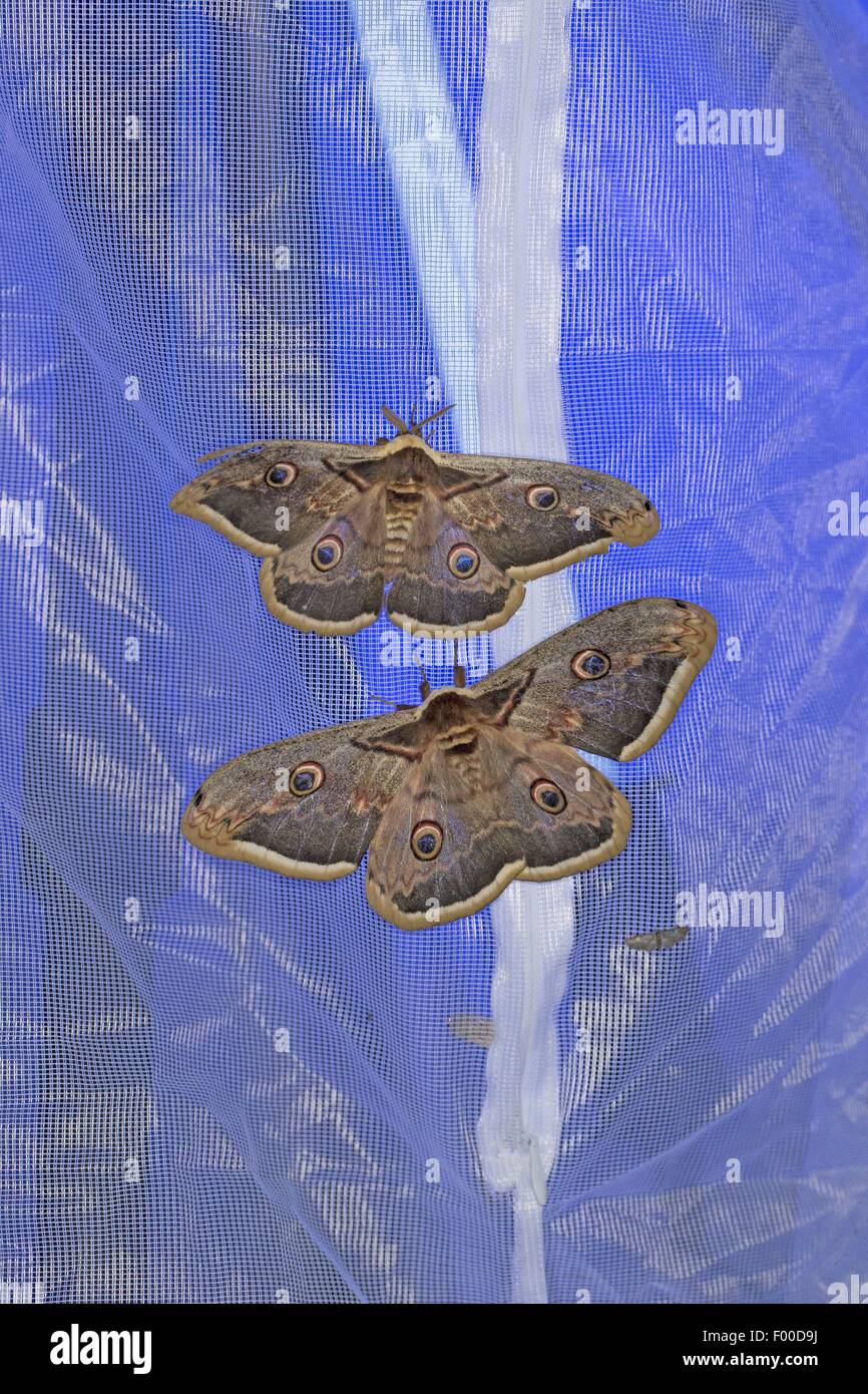 Giant peacock moth Banque de photographies et d’images à haute ...