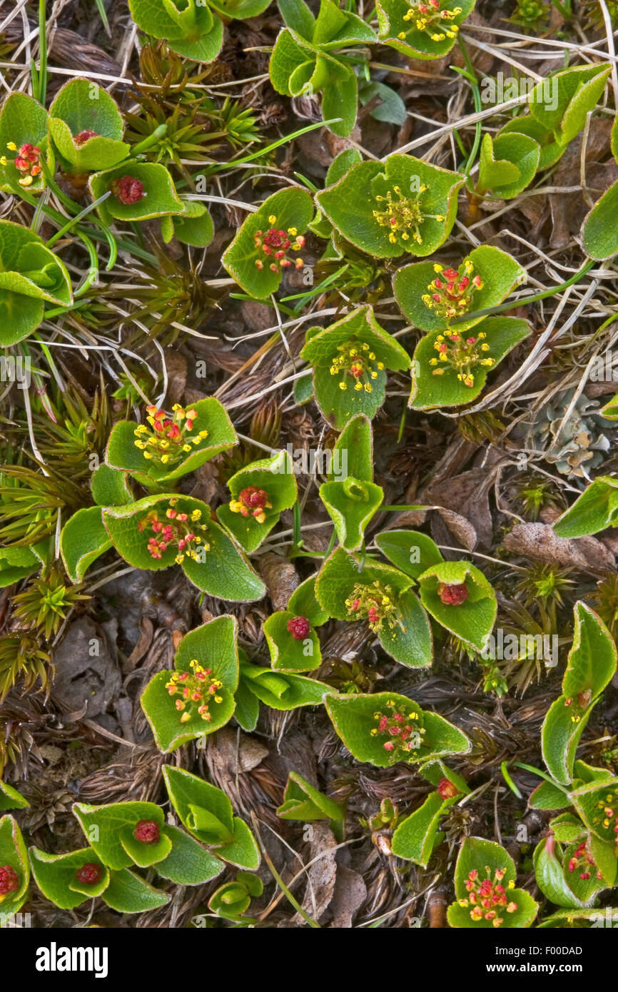 Dwarf willow salix herbacea Banque de photographies et d’images à haute ...