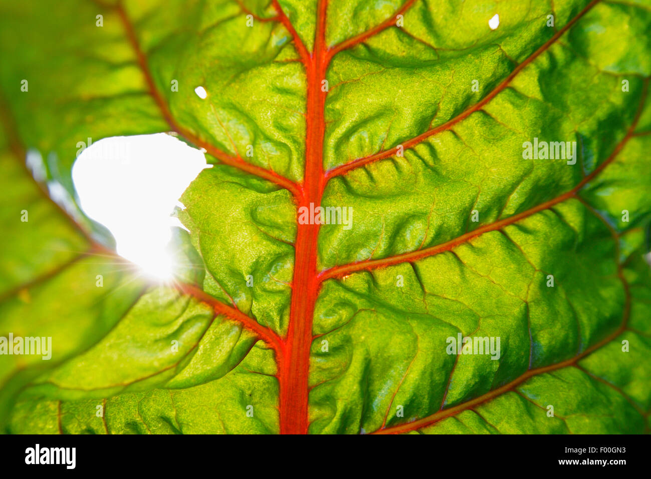 Feuille de betterave Banque de photographies et d’images à haute ...