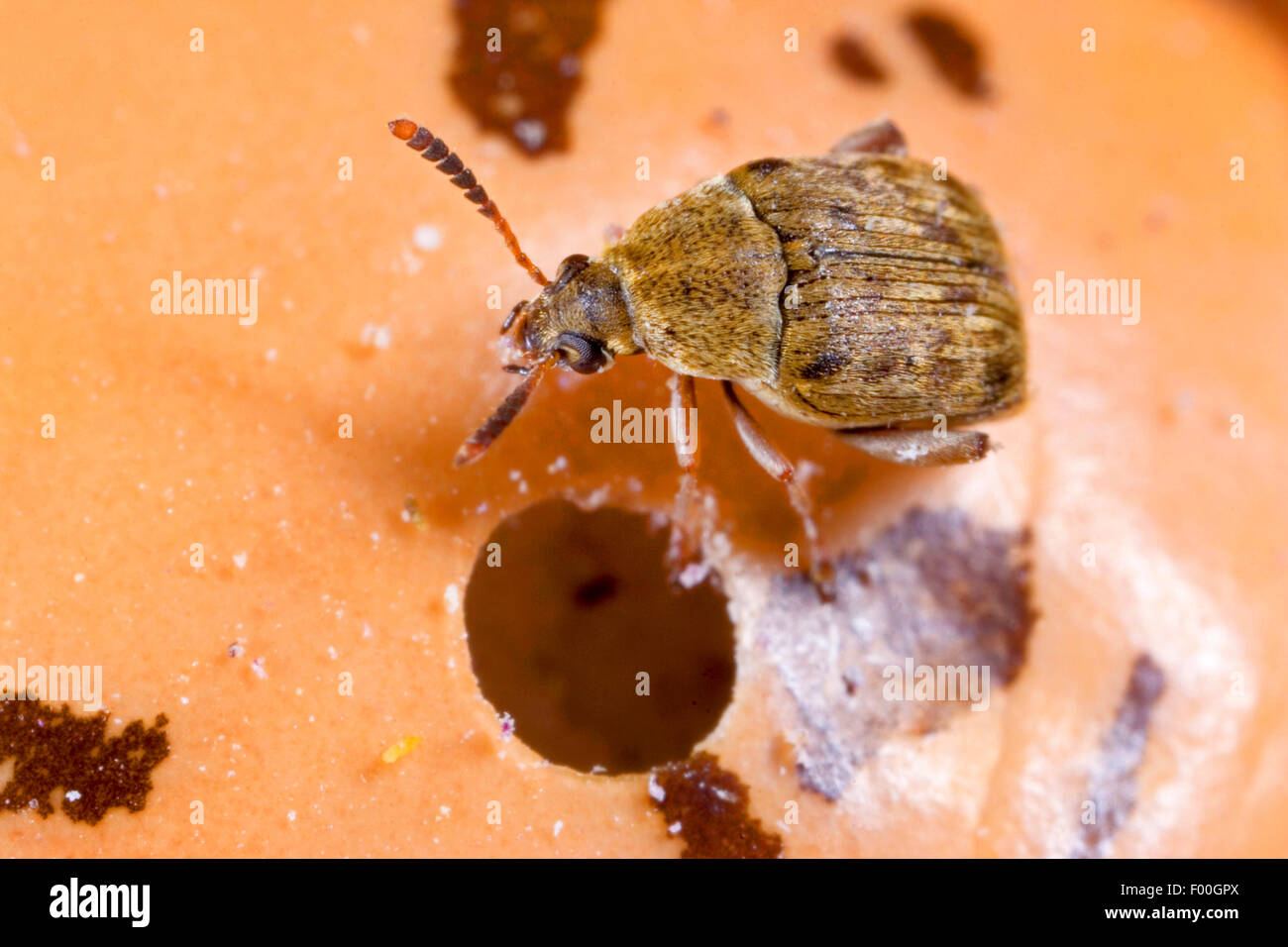 Seed beetle Banque de photographies et d’images à haute résolution - Alamy