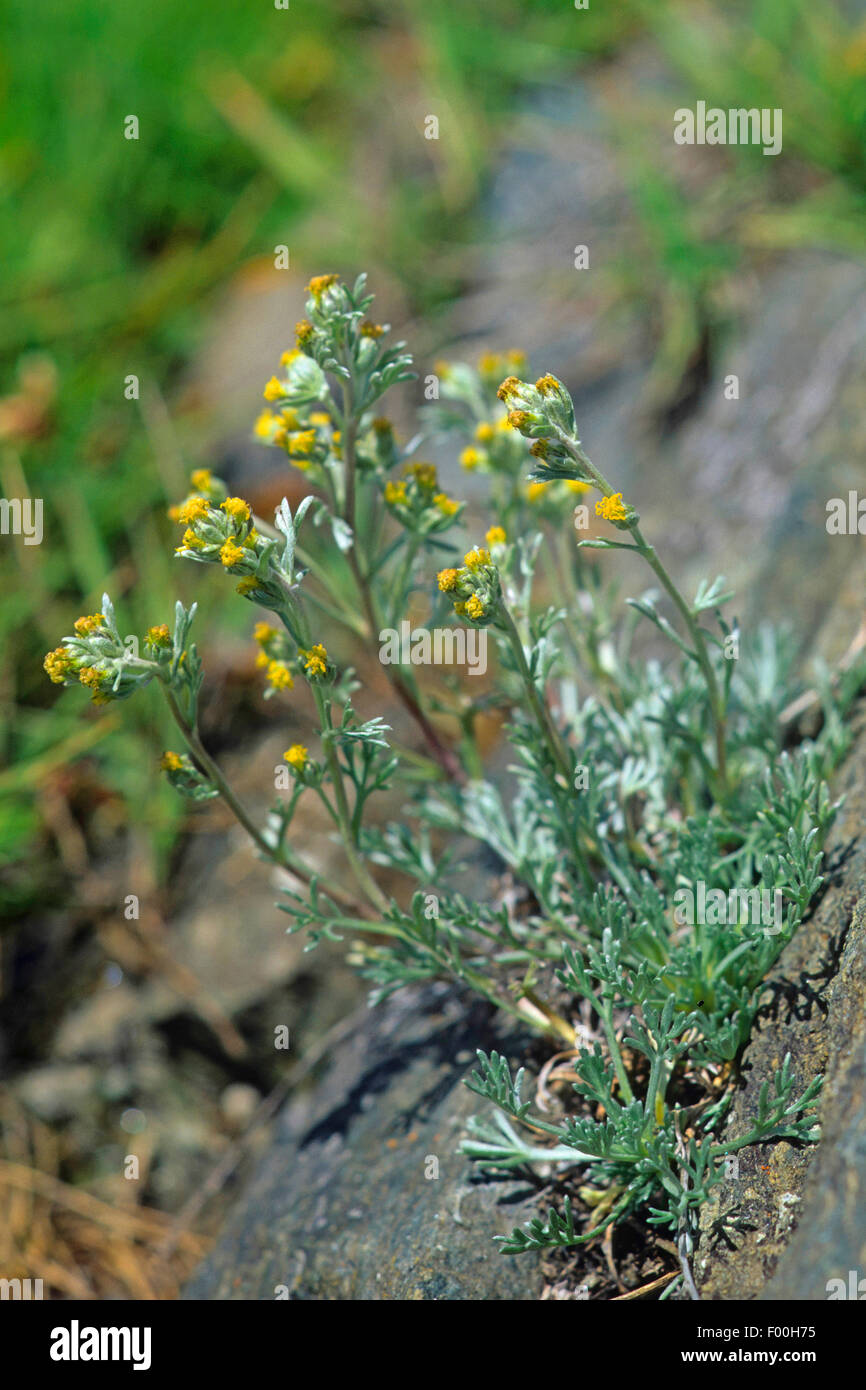 Absinthe, Alpine White Genepi, le Génépi (Artemisia umbelliformis ...