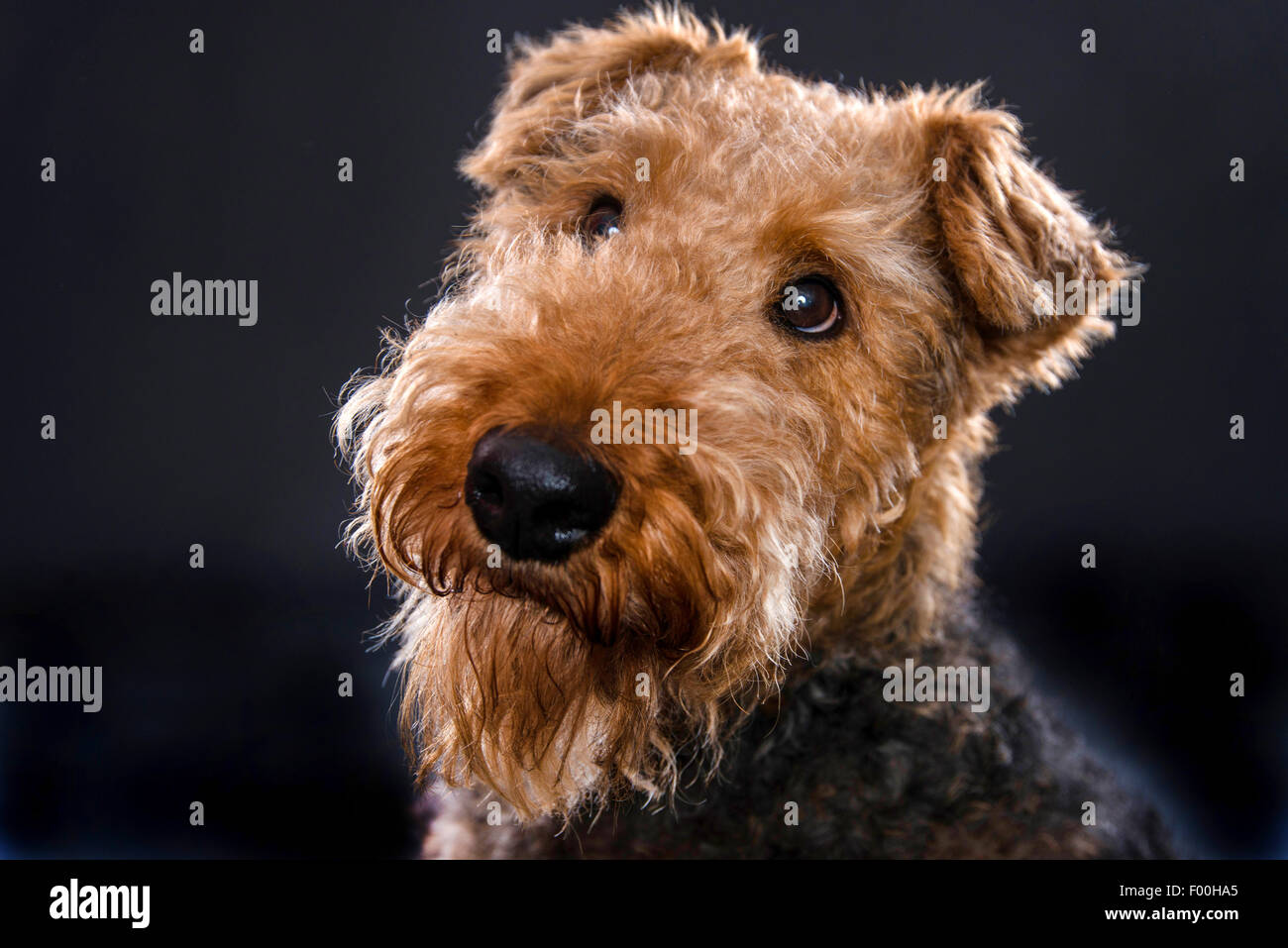 Basenji ou congo terrier canis lupus familiaris Banque de photographies ...