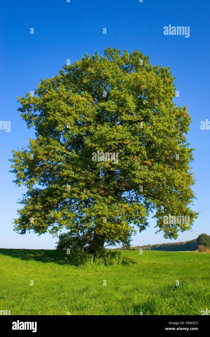 Le chêne commun, le chêne pédonculé, chêne pédonculé (Quercus robur ...