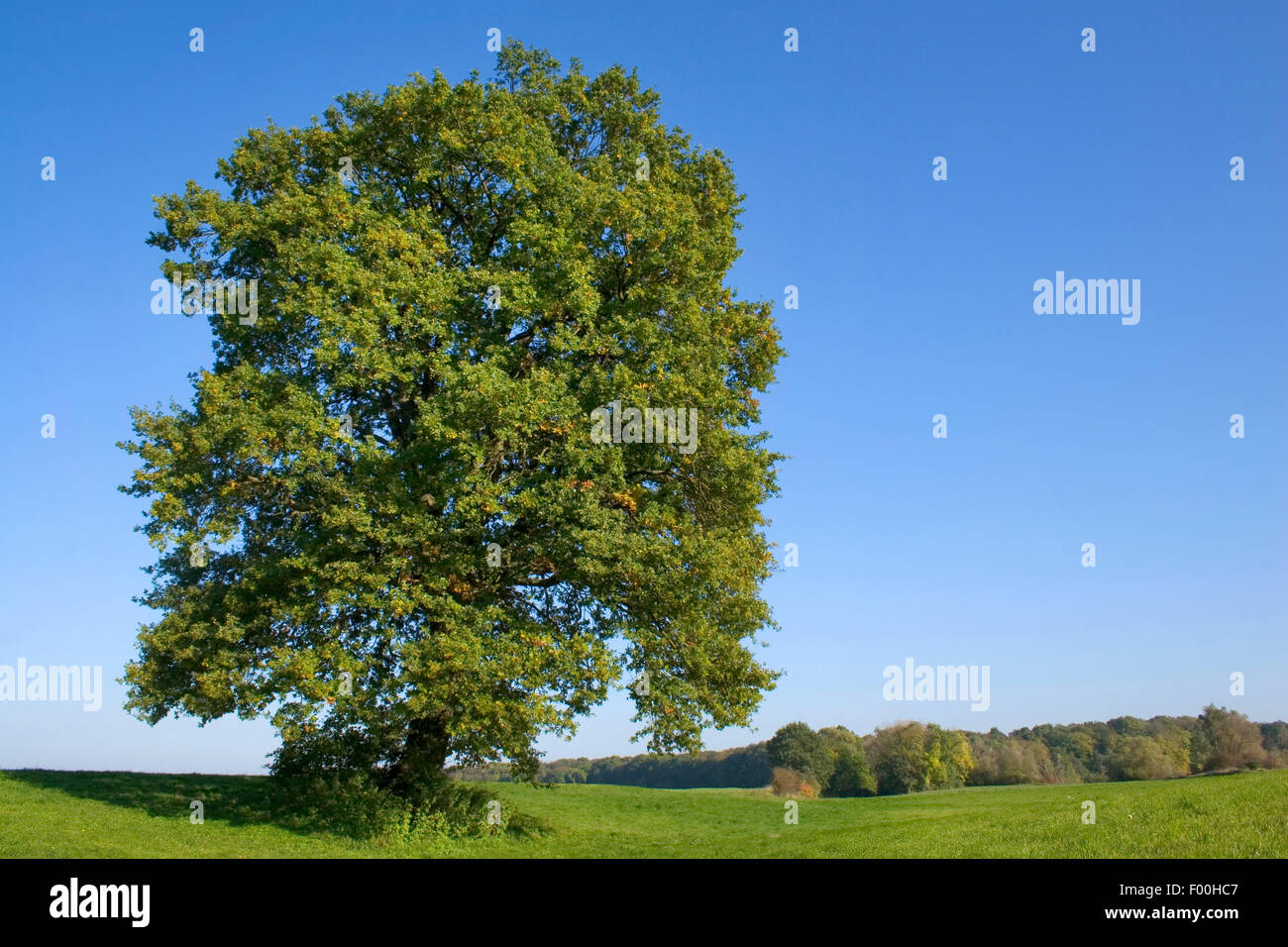 Le chêne commun, le chêne pédonculé, chêne pédonculé (Quercus robur ...