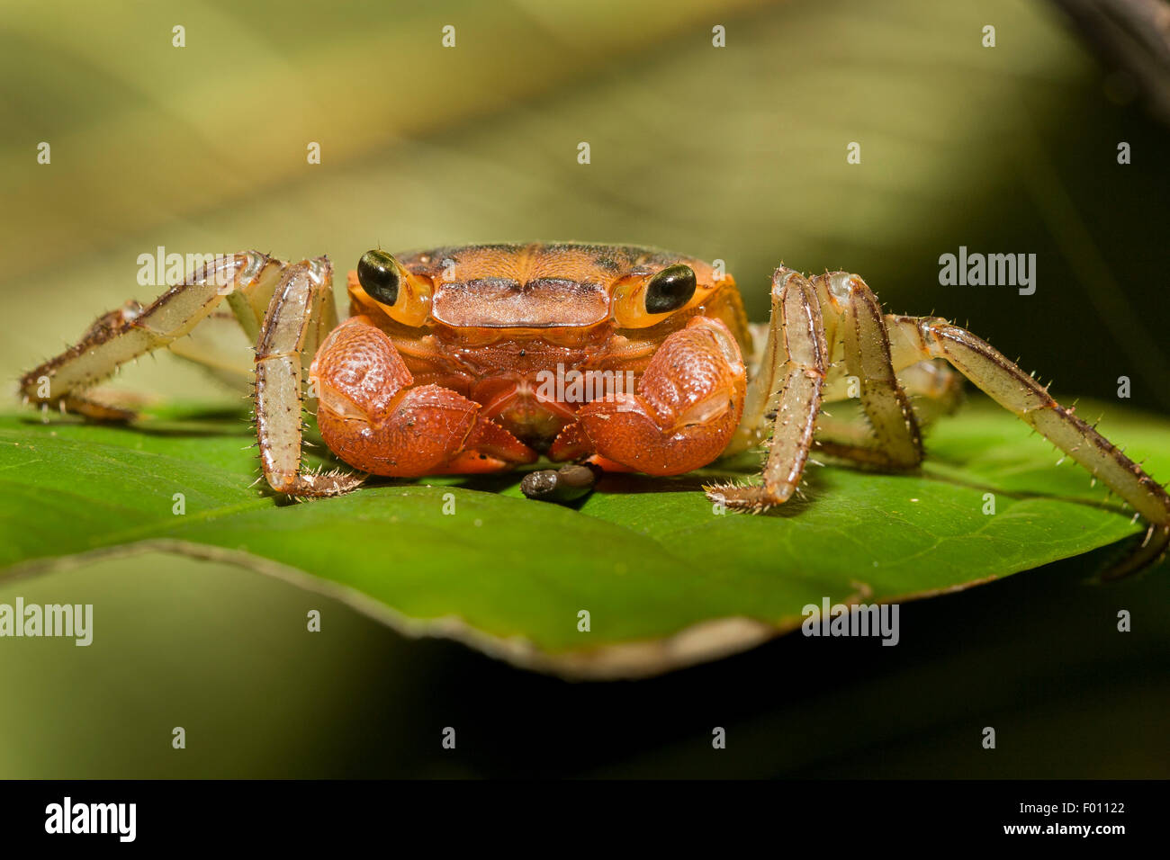 Crabe arboricole Banque de photographies et d’images à haute résolution ...