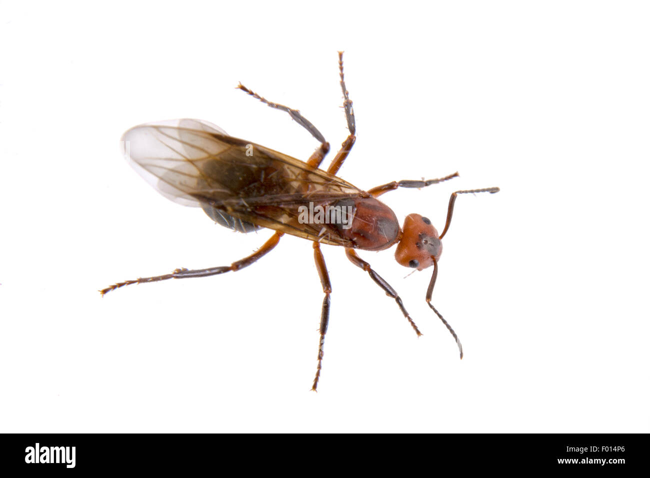 Insecte brun Banque de photographies et d’images à haute résolution - Alamy