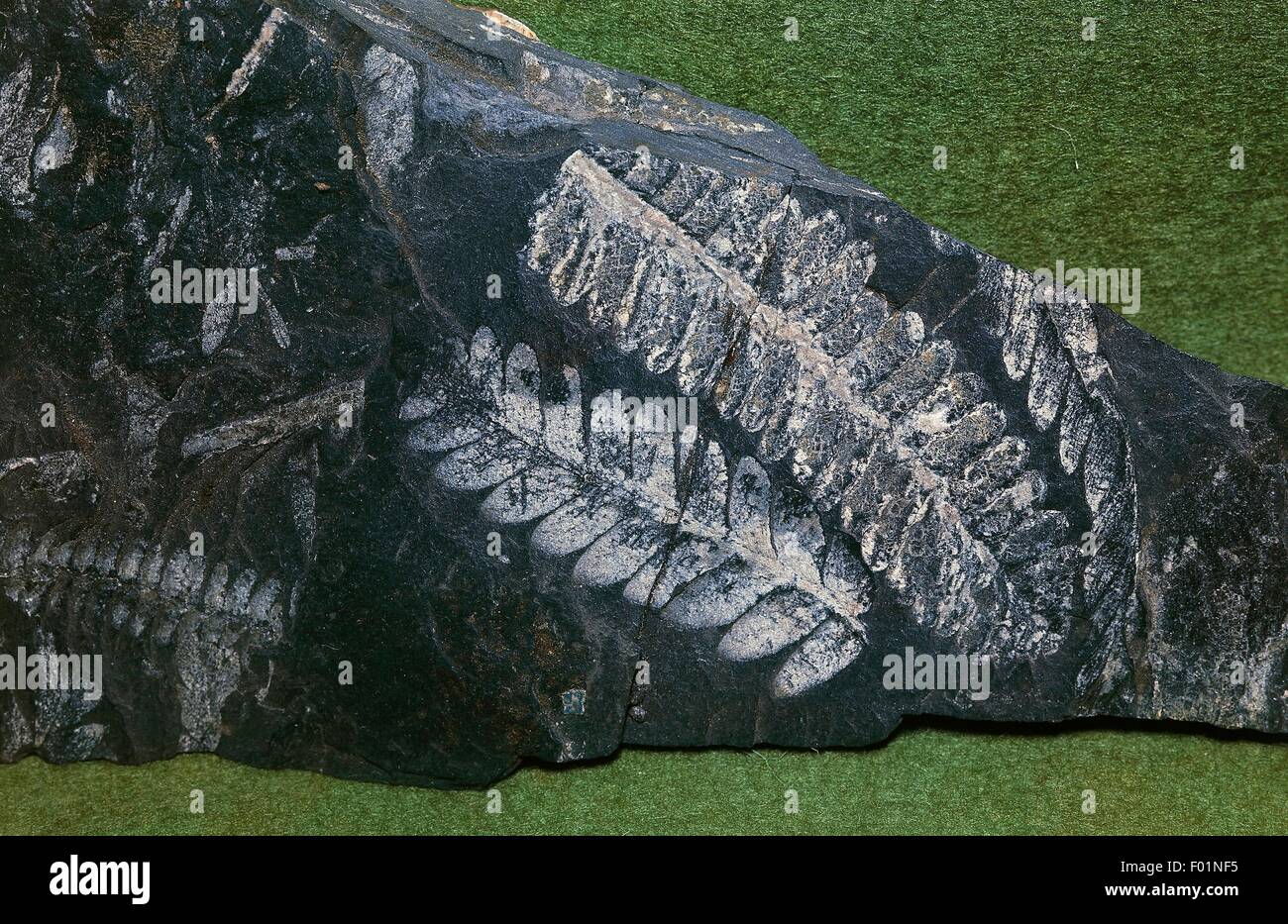 Fougère fossile pecopteris Banque de photographies et d’images à haute ...