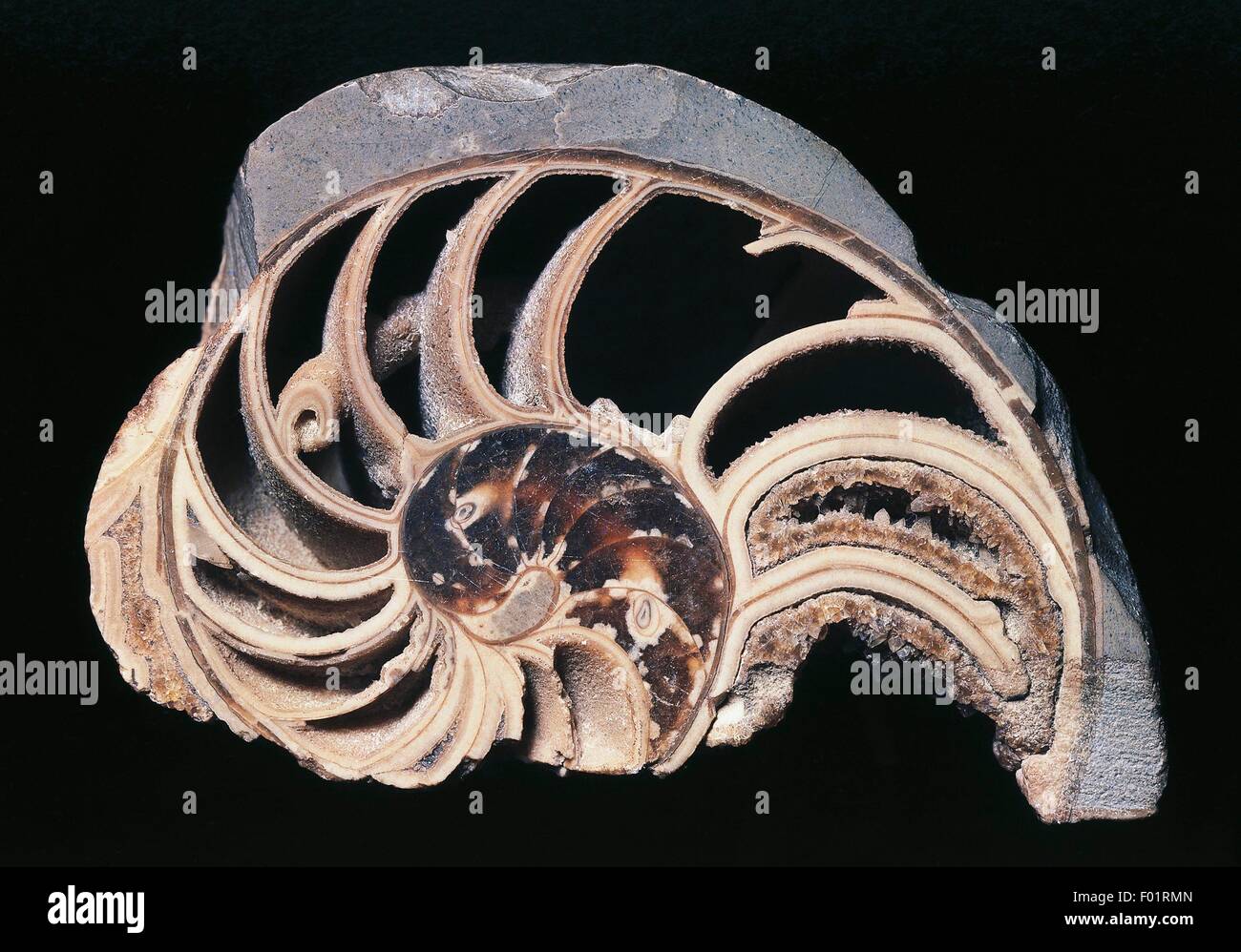 Nautilus shell section cross section Banque de photographies et d ...
