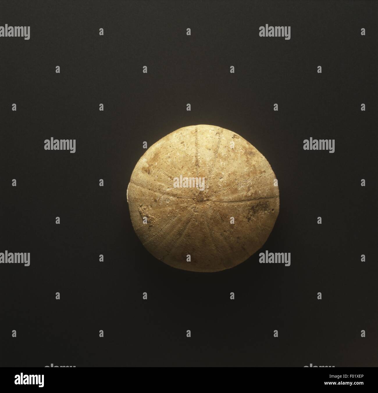 Holectypus depressus Banque de photographies et d’images à haute ...