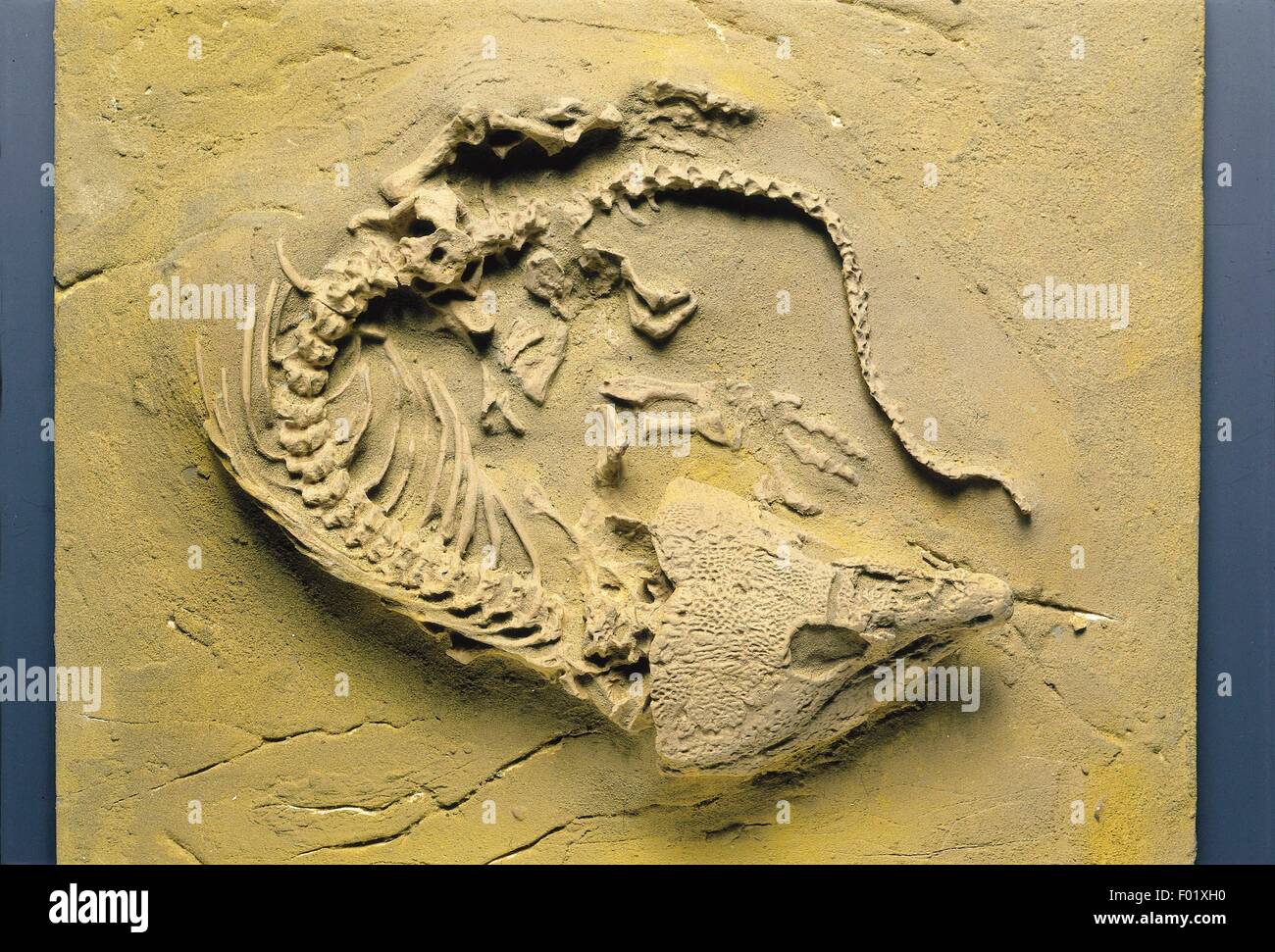 Des fossiles - Deutérostomiens - CHORDATA REPTILIA - Labidosaurus ...