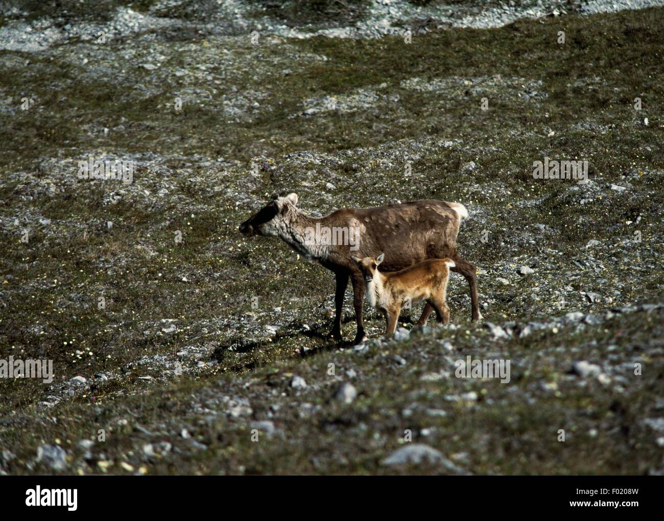 Female woodland caribou Banque de photographies et d’images à haute ...