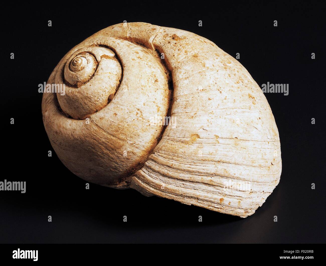 Natica crassatina combustibles, gastéropodes Photo Stock - Alamy