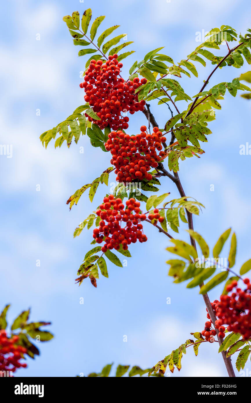Rowan sorbus aucuparia rosaceae Banque de photographies et d’images à ...