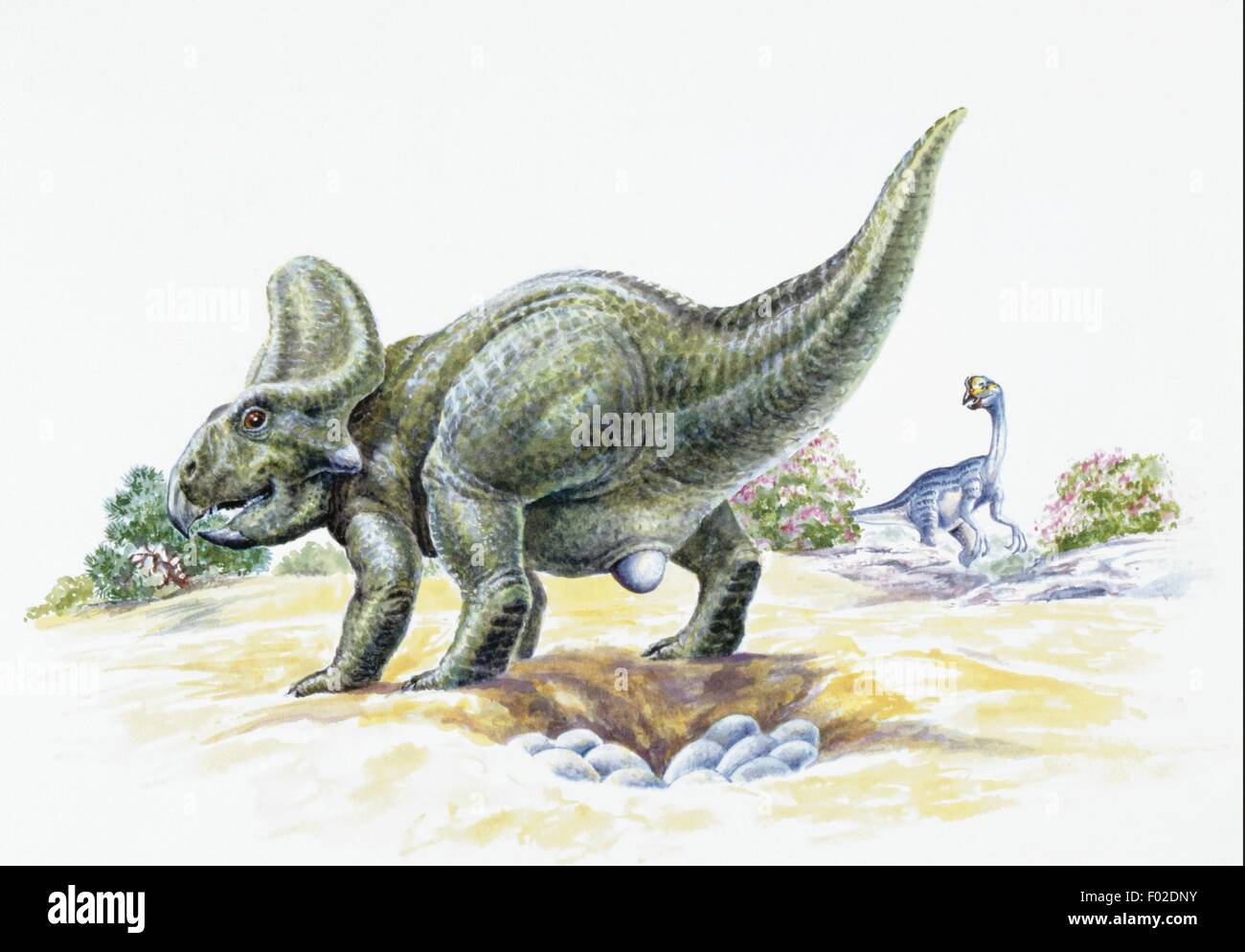 Paléozoologie - Crétacé - Dinosaures - Protoceratops (en premier plan ...
